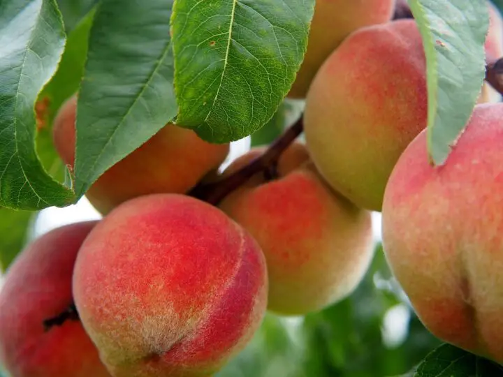 How to Tell If a Peach Is Bad: Simple Tips to Avoid Spoiled Fruit